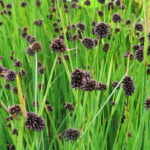 Juncus ensifolius – Pondtrends