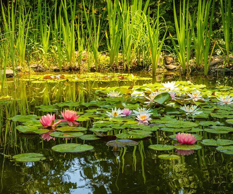 Everything you need for your dream pond!